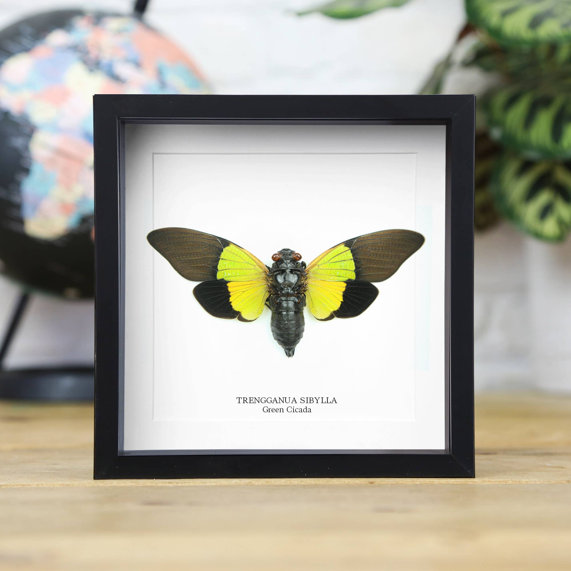 Green Cicada Moth Butterfly Taxidermy Box Frame – Achnacarry Outdoor ...