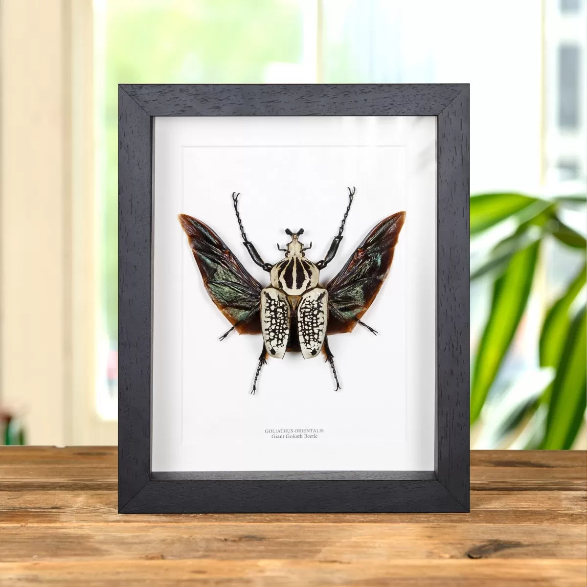 Giant Goliath Beetle In Box Frame – Achnacarry Outdoor Survival