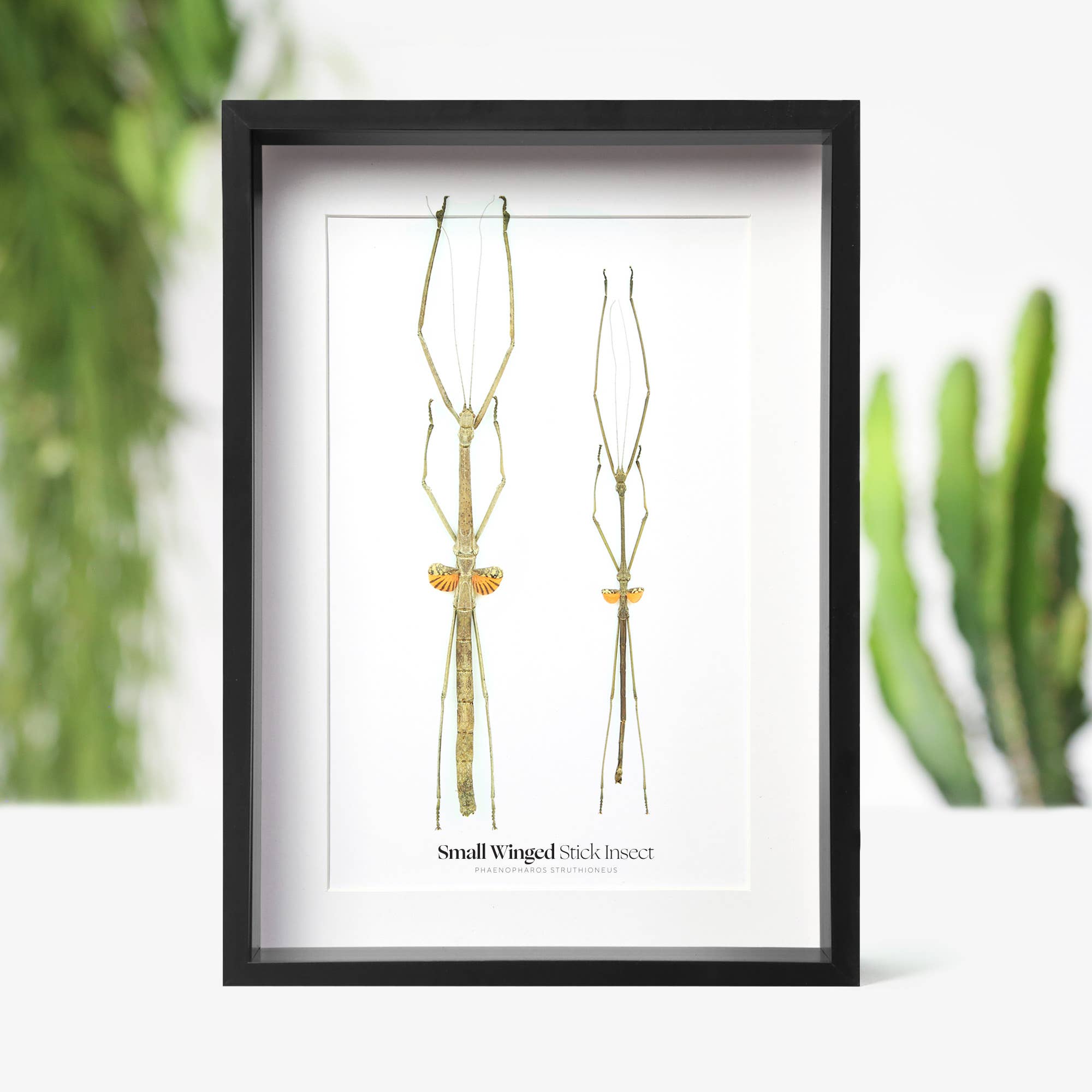 Small Winged Stick Insect Bug Taxidermy Shadow Box Frame – Achnacarry ...