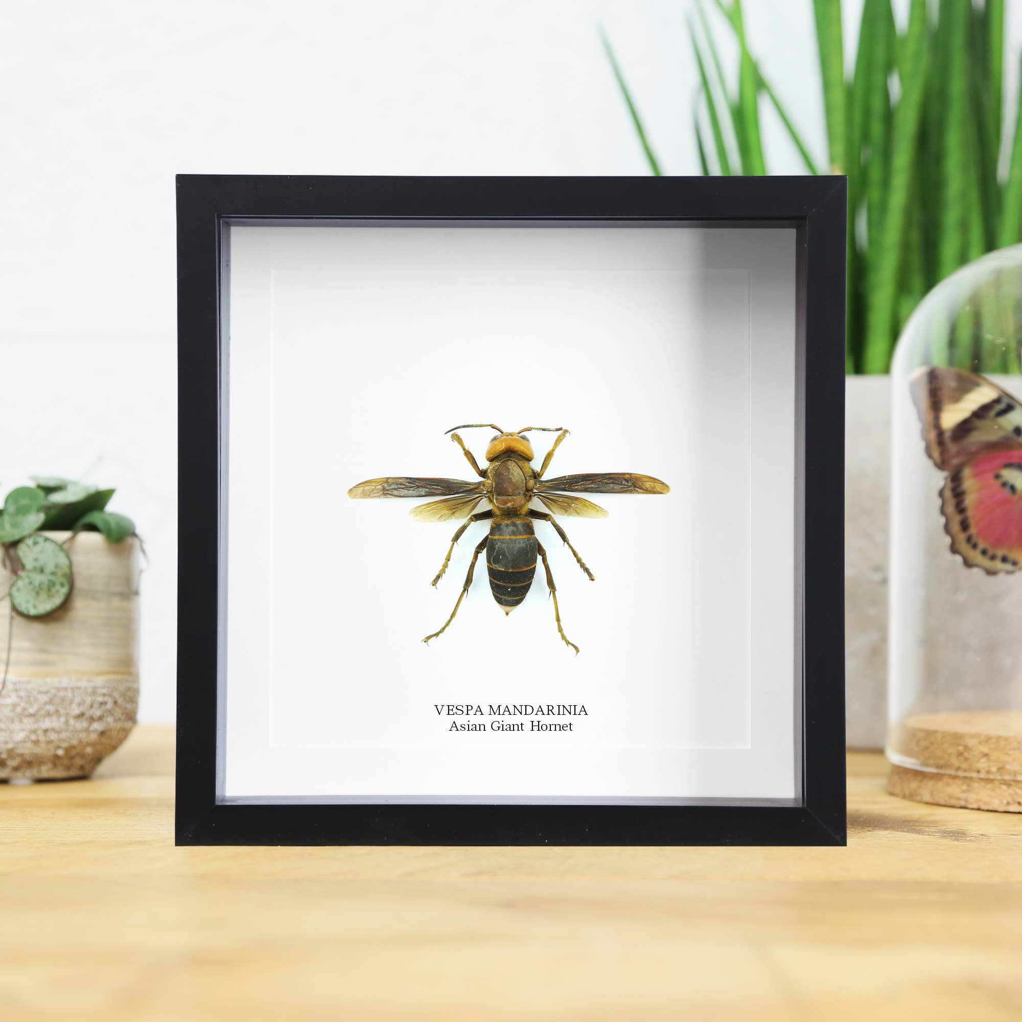 Asian Giant Hornet Wasp insect Taxidermy Box Frame – Achnacarry Outdoor ...