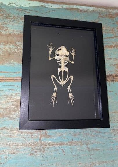 Duttaphrynus melanostictus, Asian Black Spined Toad Skeleton in a Fram ...